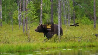 25个 8K视频合集 赏析 共计75.77GB | 8K资源下载基地8Kmee.com