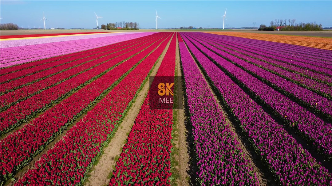 8K资源下载基地8Kmee.com | 8K迷 - 专注8K视频/8K壁纸下载的网站